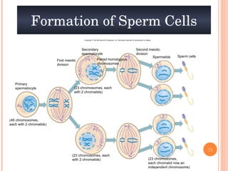 Chapt22 reproductive | PPT