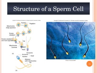 Chapt22 reproductive | PPT
