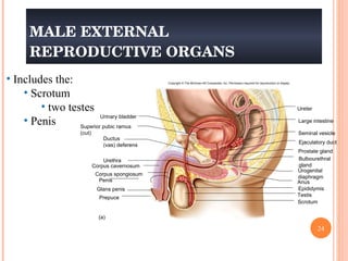 Chapt22 reproductive | PPT