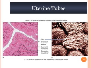 Chapt22 reproductive | PPT