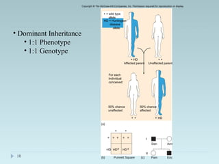 Chapt24 genetics | PPT