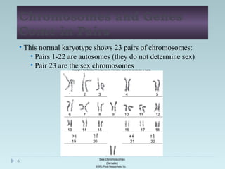Chapt24 genetics | PPT