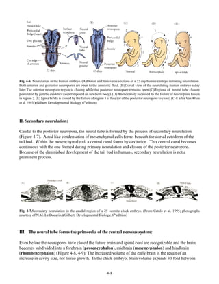 Chapt4 ectoderm | PDF