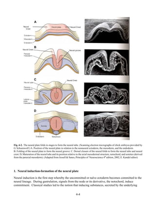 Neural Tube Formation Timeline