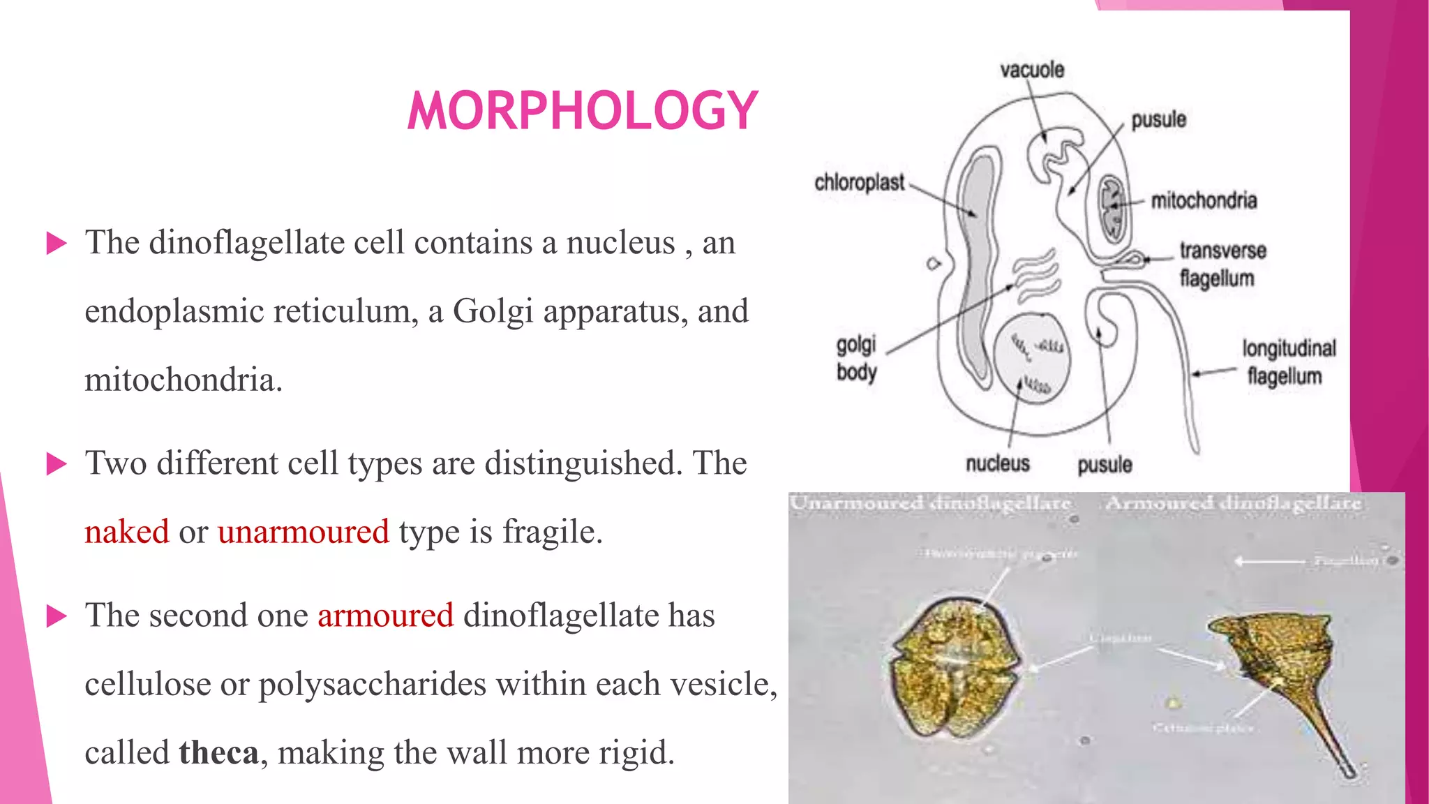 chapt 8 Dinoflagellates -.pptx