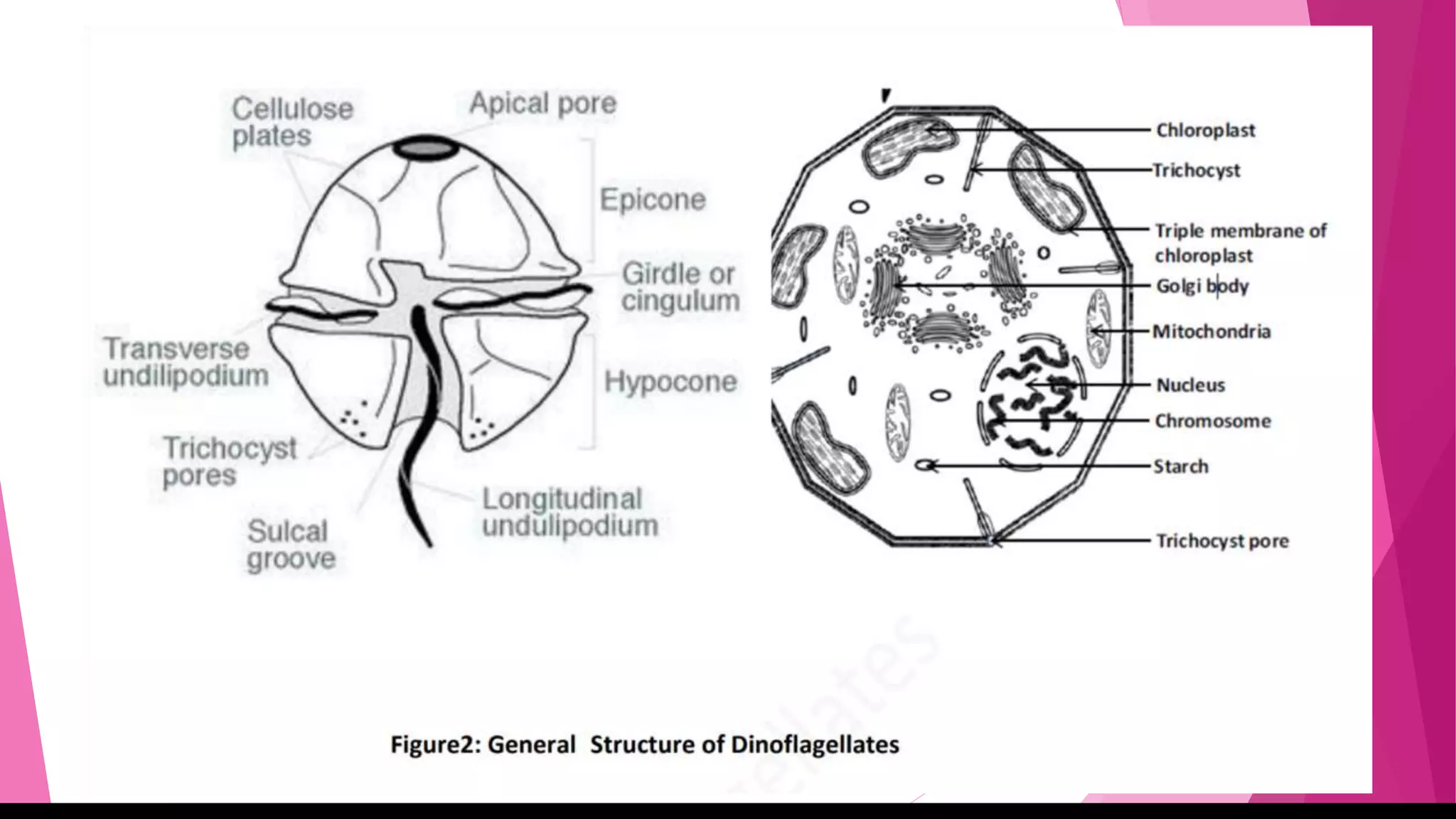 chapt 8 Dinoflagellates -.pptx