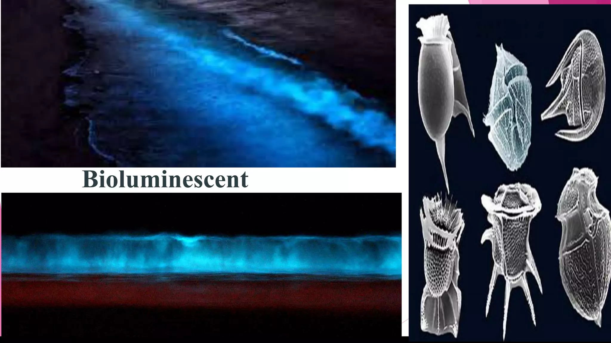 chapt 8 Dinoflagellates -.pptx