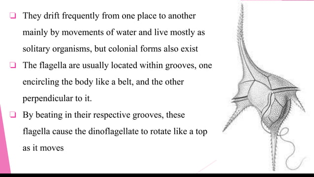 chapt 8 Dinoflagellates -.pptx