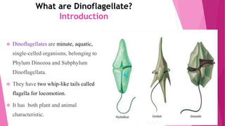 chapt 8 Dinoflagellates -.pptx