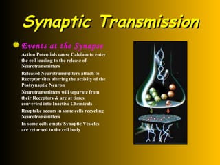 Chapter 03: Synaptic Communications | PPT