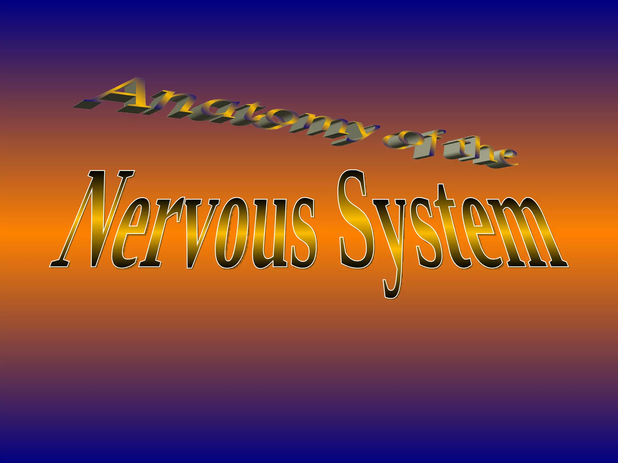 Chapter 04: Anatomy of the Nervous System | PPT | Brain and Nervous ...