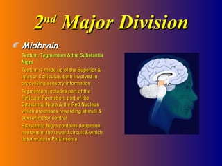 Chapter 04: Anatomy of the Nervous System | PPT
