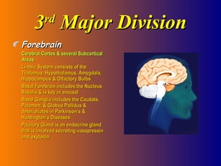 Chapter 04: Anatomy of the Nervous System | PPT
