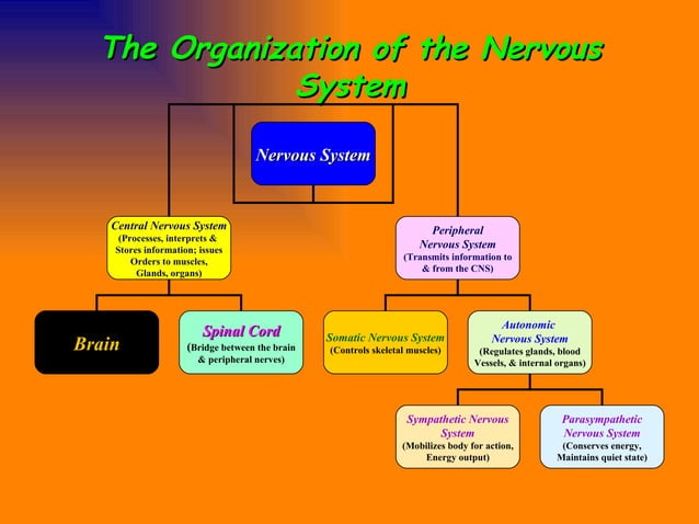 Chapter 04: Anatomy of the Nervous System | PPT | Brain and Nervous System Disorders | Diseases ...