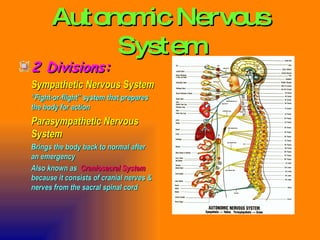 Chapter 04: Anatomy of the Nervous System | PPT