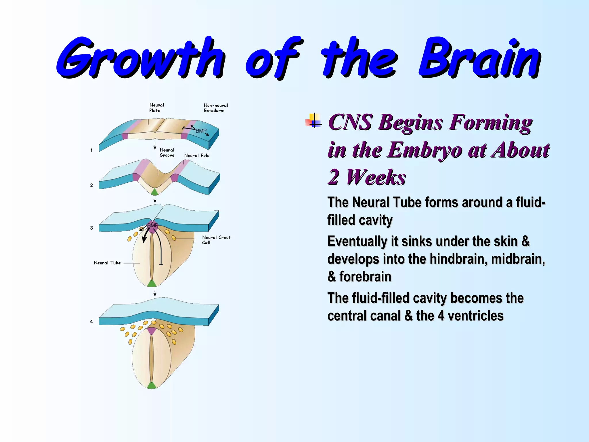 Chapter 05: Development & Plasticity of the Brain | PPT