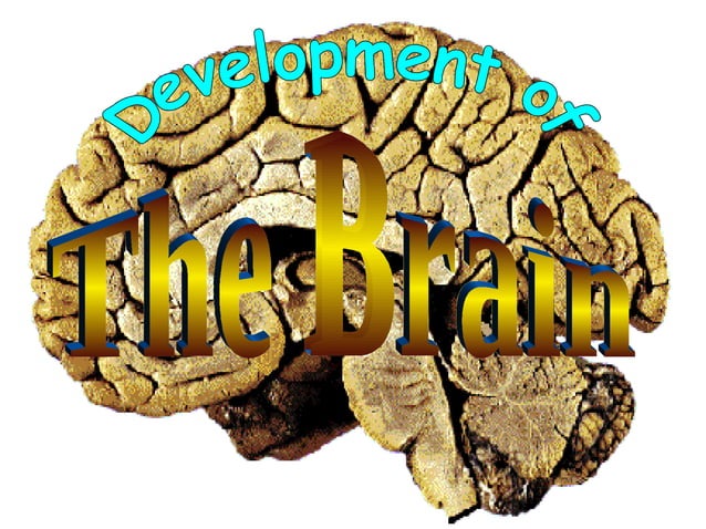 Chapter 05: Development & Plasticity of the Brain | PPT