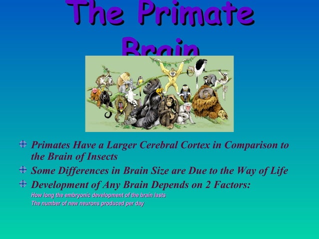 Chapter 05: Development & Plasticity of the Brain | PPT