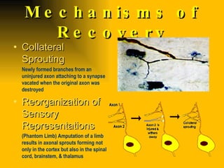 Chapter 05: Development & Plasticity of the Brain | PPT