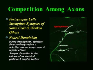 Chapter 05: Development & Plasticity of the Brain | PPT