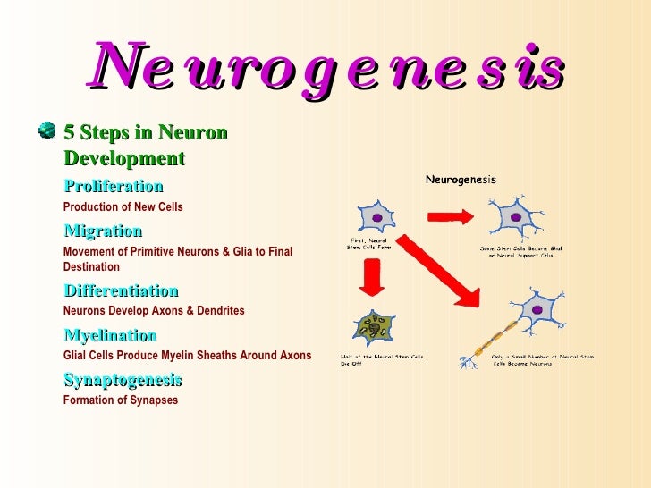 Chapter 05: Development & Plasticity of the Brain
