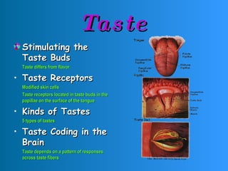 Chapter 07: Other Sensory Systems & Attention | PPT