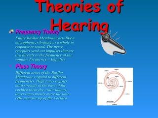 Frequency Theory Of Hearing