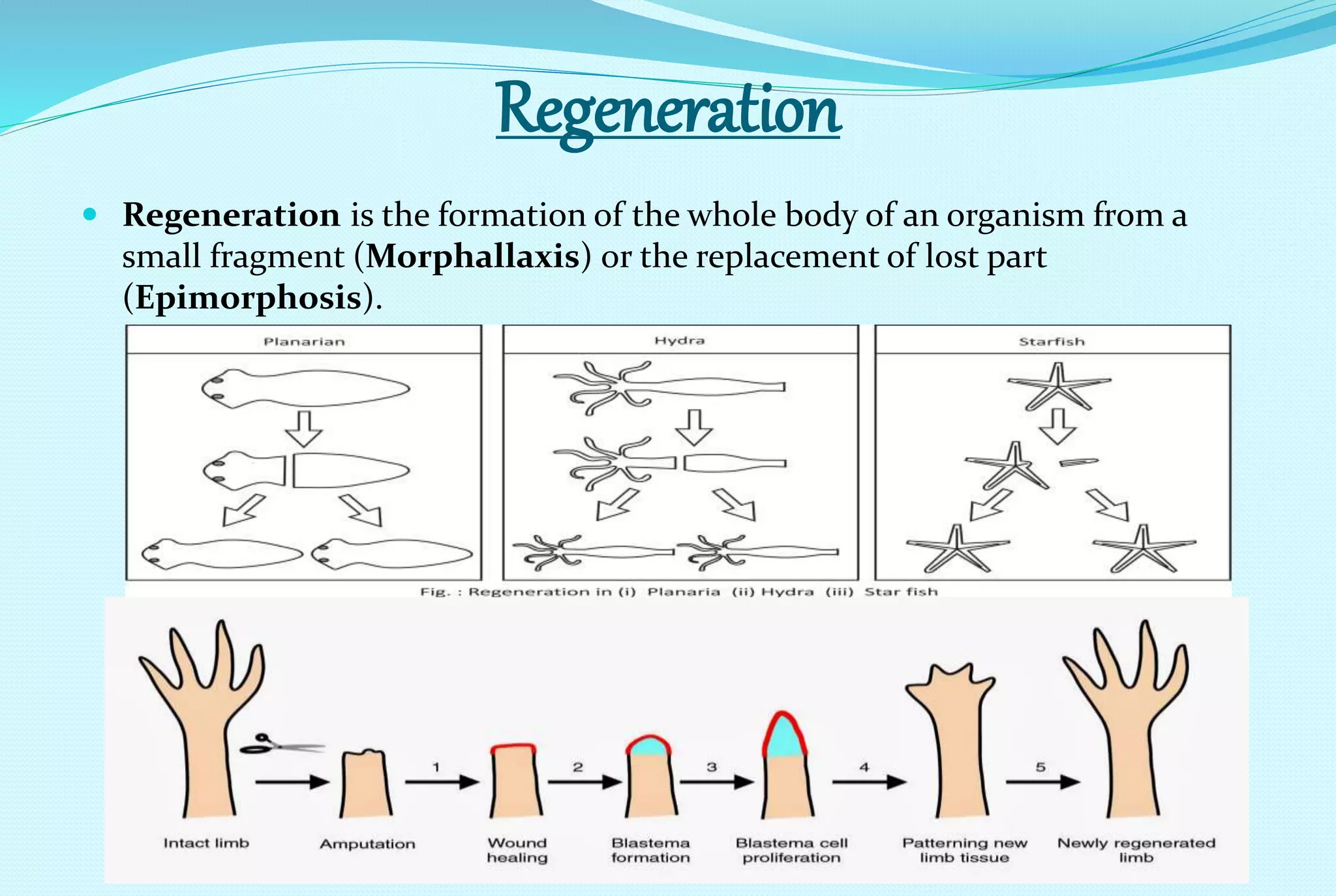 CLASS 12||Chapter 1|| Reproduction in Organisms. | PPTX