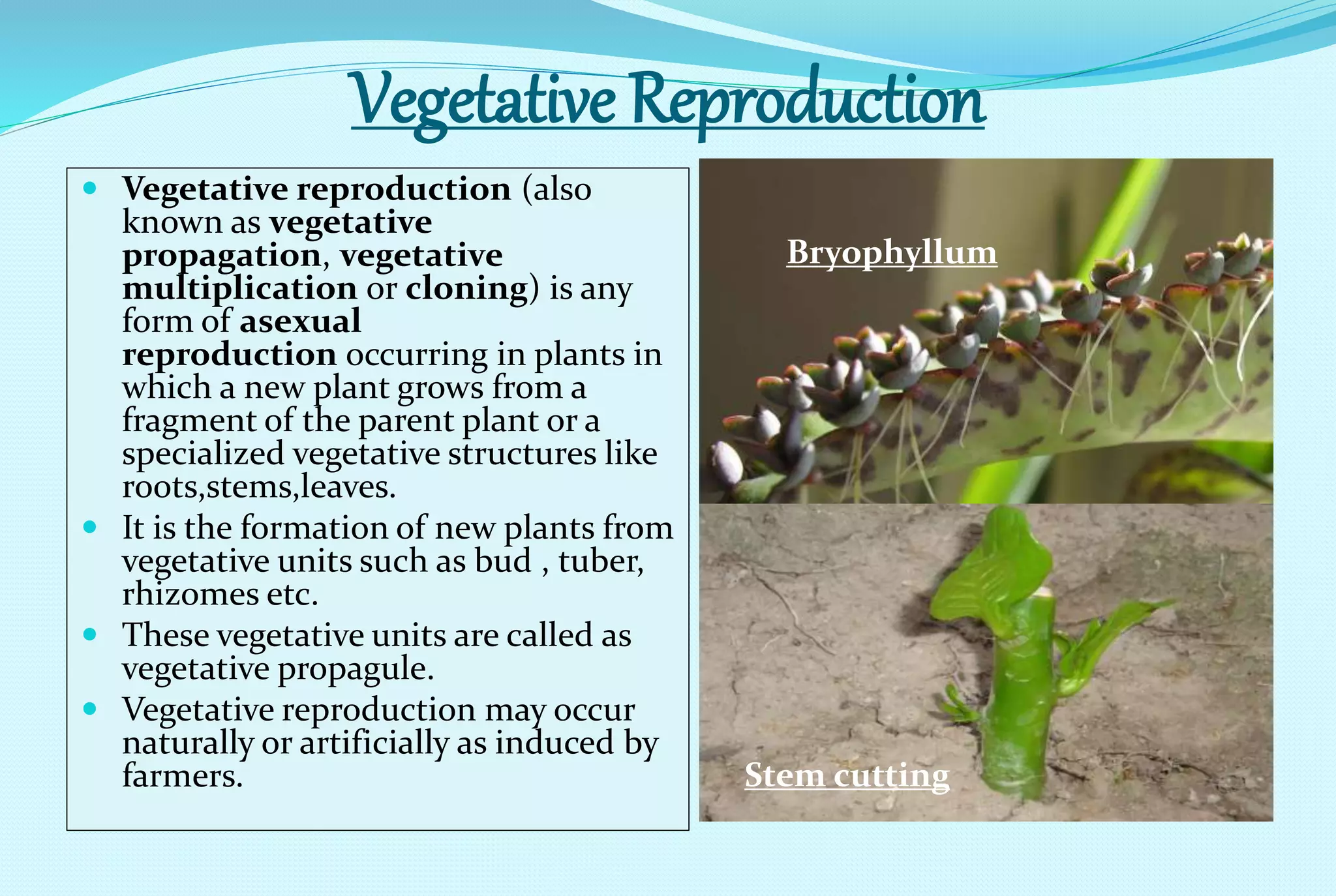 CLASS 12||Chapter 1|| Reproduction in Organisms. | PPTX