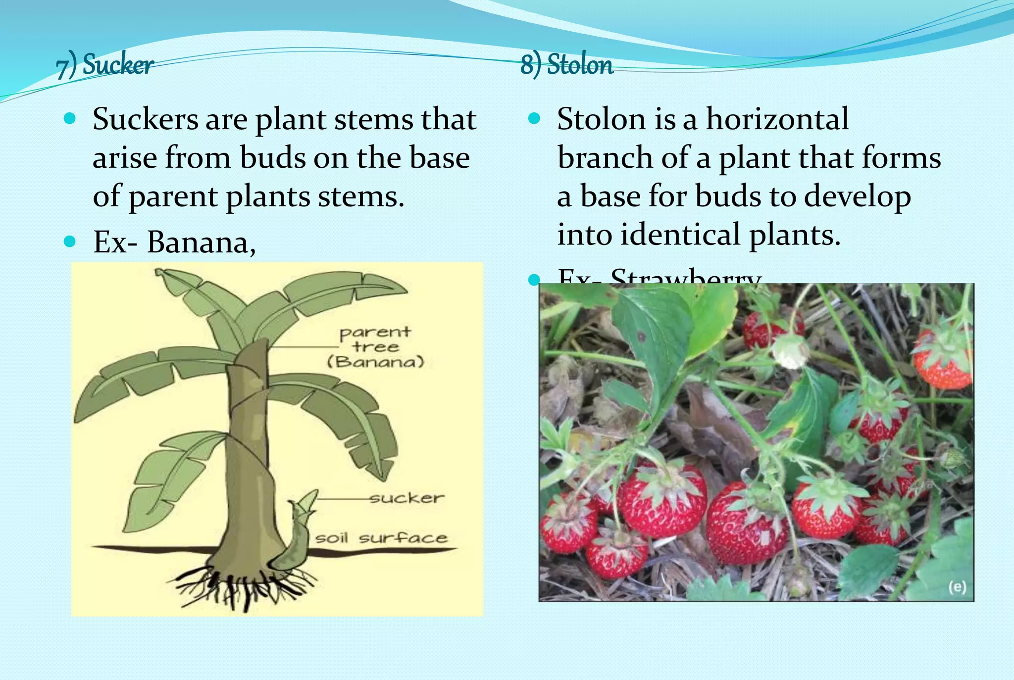CLASS 12||Chapter 1|| Reproduction in Organisms. | PPTX