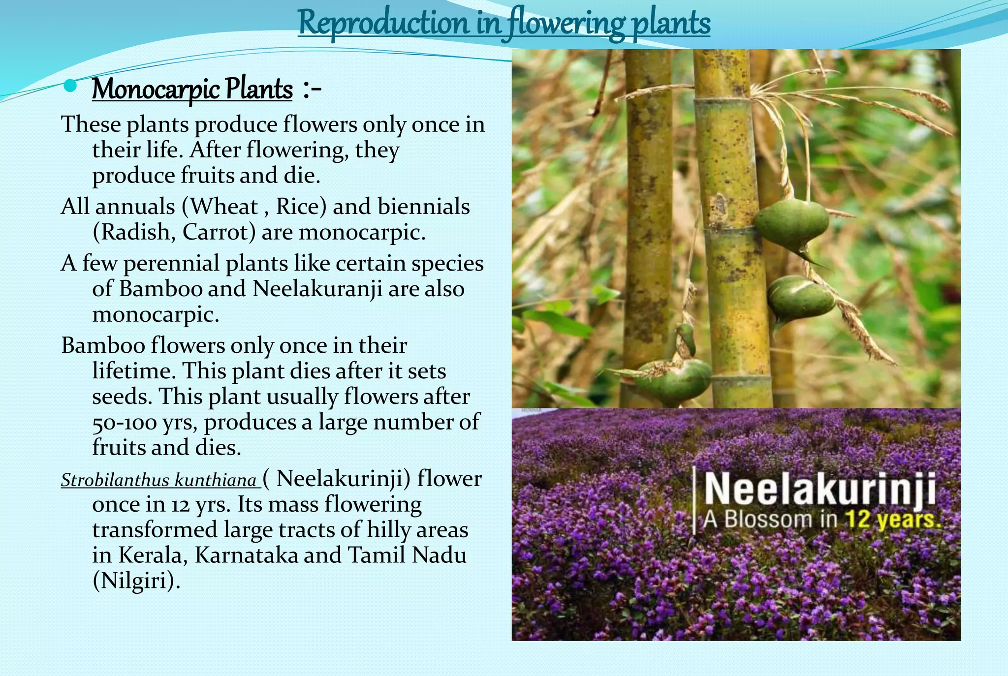 CLASS 12||Chapter 1|| Reproduction in Organisms. | PPTX
