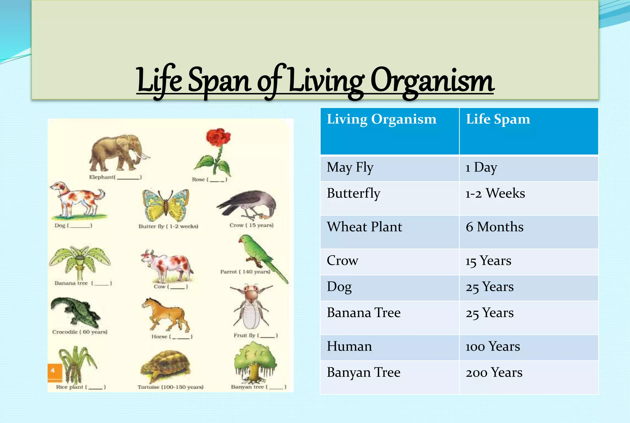 CLASS 12||Chapter 1|| Reproduction in Organisms. | PPTX