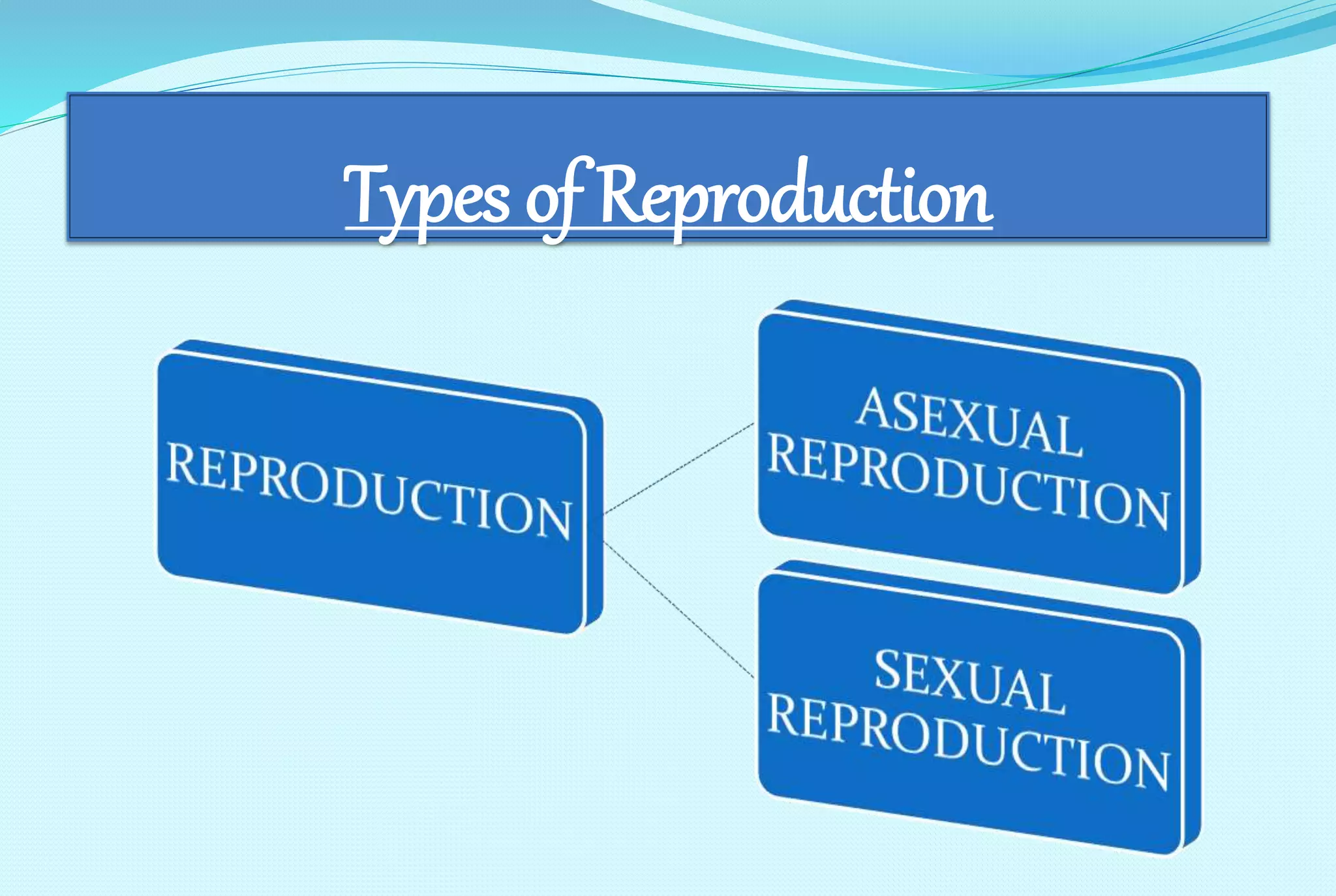 CLASS 12||Chapter 1|| Reproduction in Organisms. | PPTX