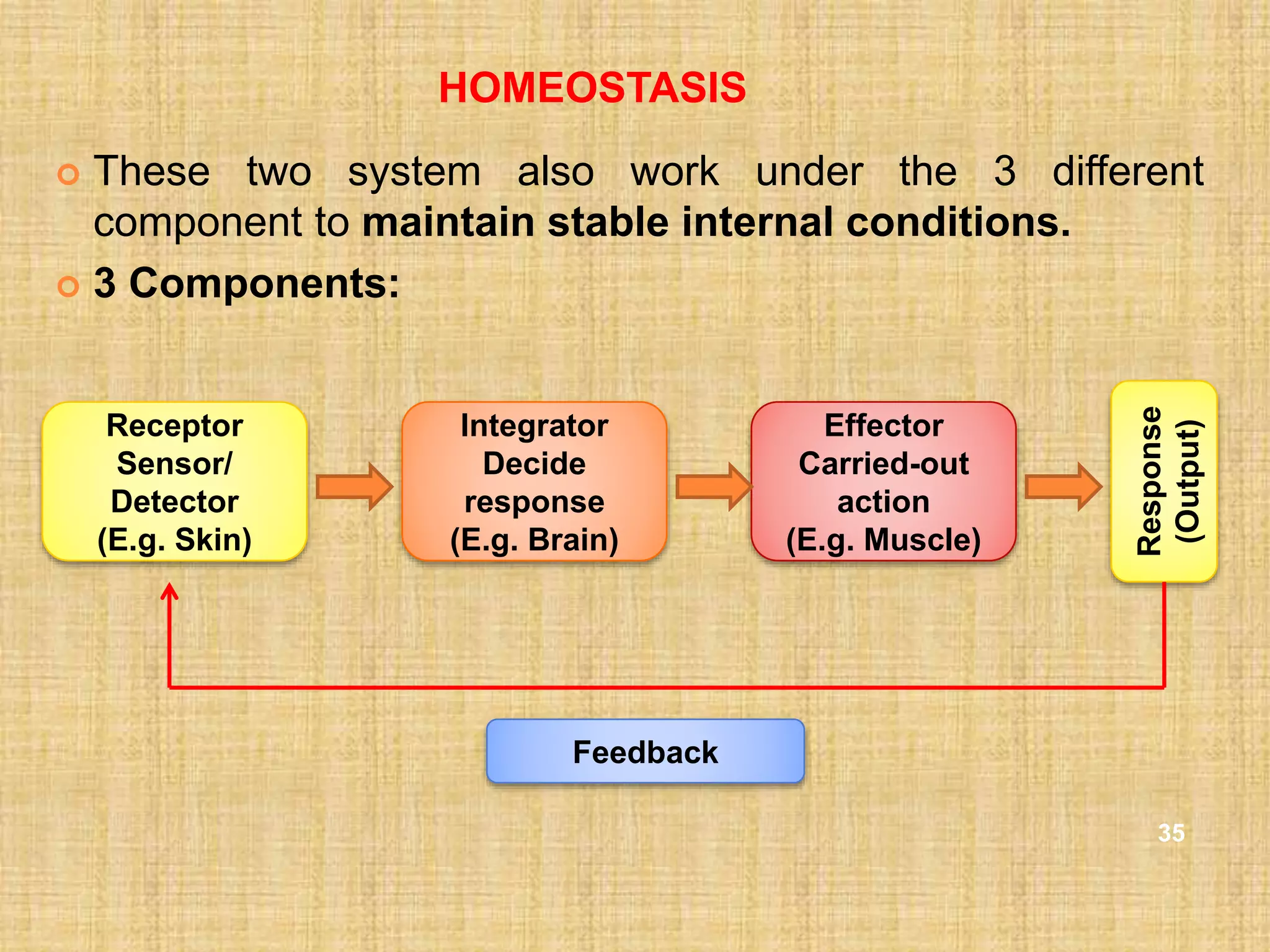 Chapter 1. Introduction to Human Body | PPTX
