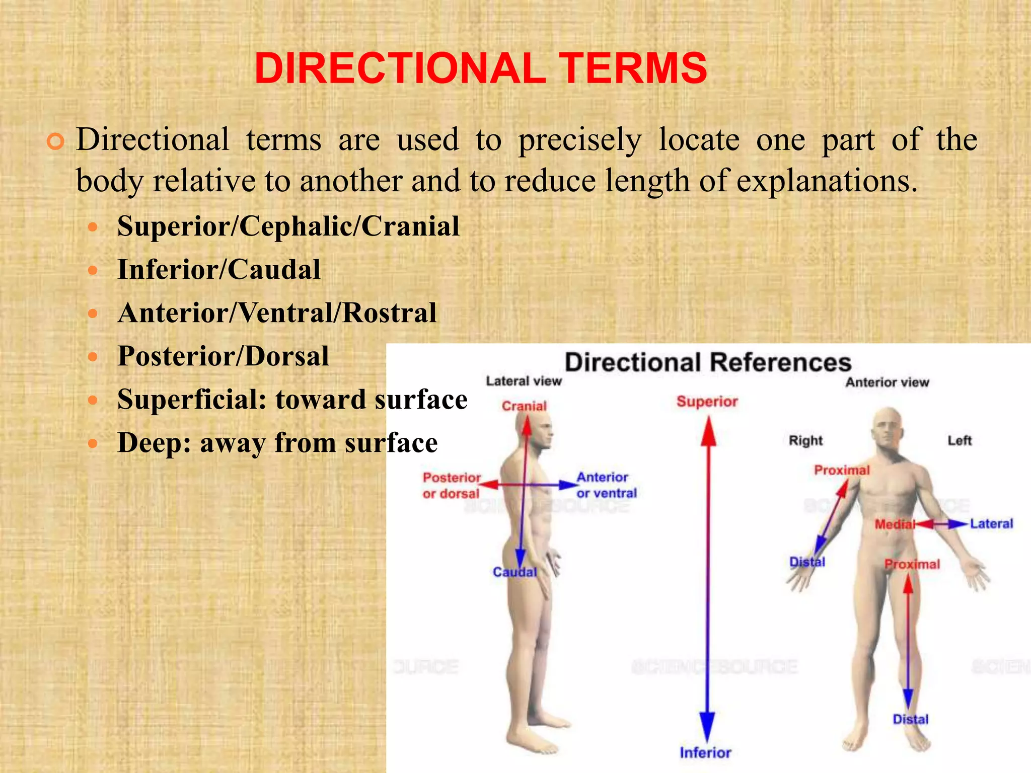Chapter 1. Introduction to Human Body | PPTX