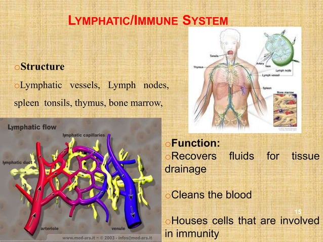 Chapter 1. Introduction to Human Body | PPT