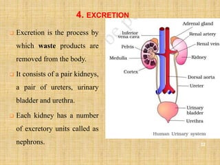 Chapter 1. Introduction to Human Body | PPTX