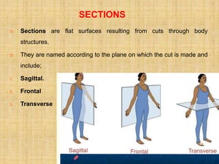 Chapter 1. Introduction to Human Body | PPTX