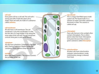 Brief overview of cell-structure for grade seven | PPT