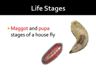 Chapter-1-Introduction idebtifikasi hama.pdf | Beekeeping | Hobbies ...