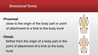 chapter-1-The-Human-body-An-Orientation.pptx