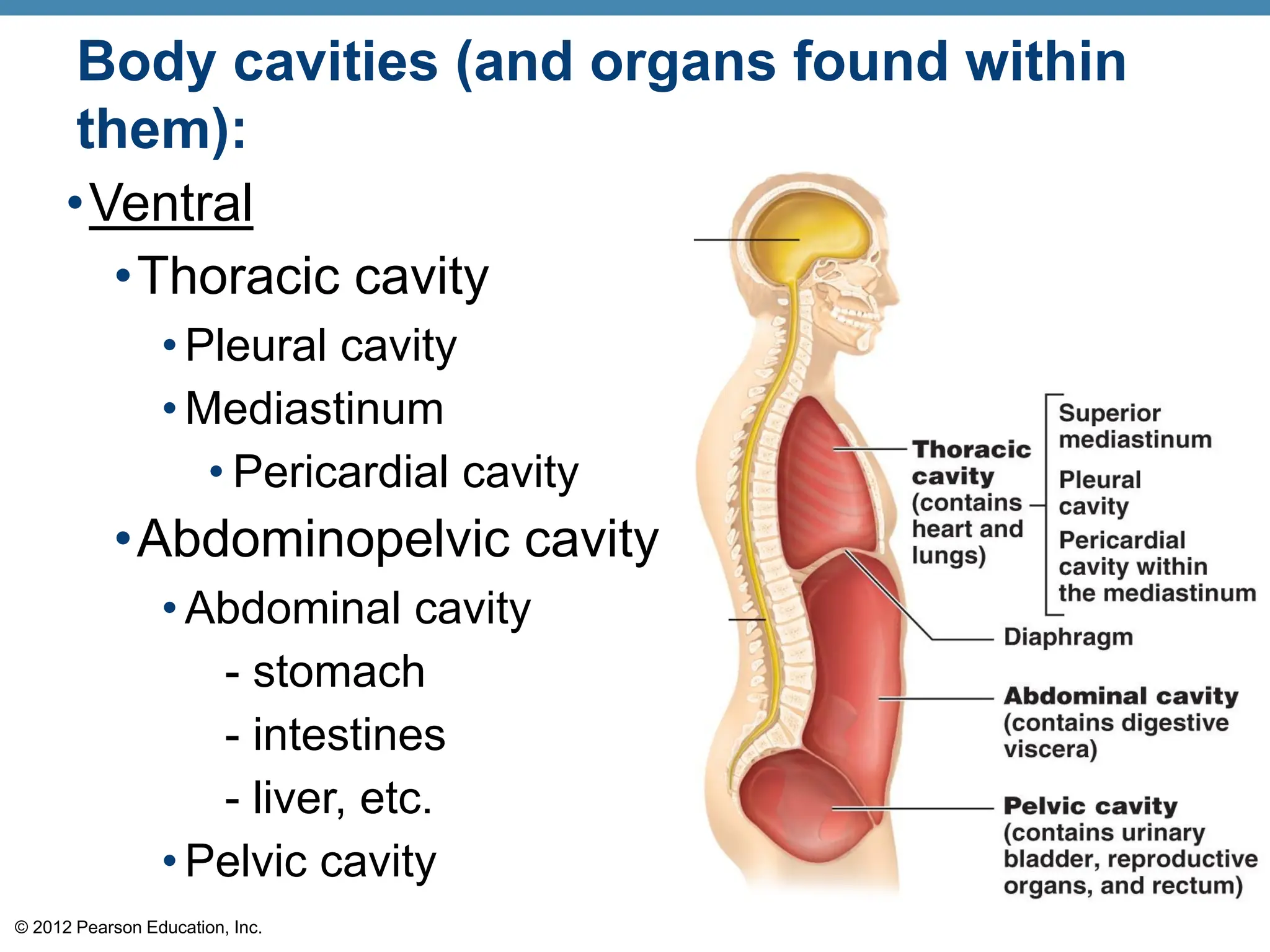 CHAPTER-1-The-Human-Body-An-Orientation.pdf
