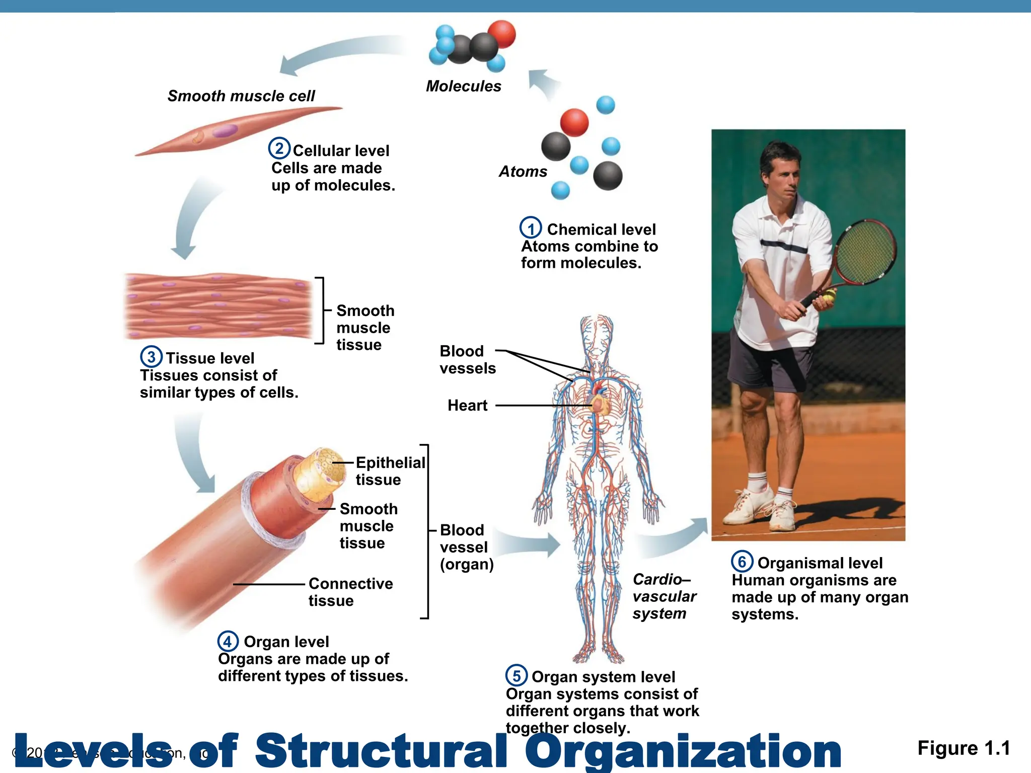 CHAPTER-1-The-Human-Body-An-Orientation.pdf