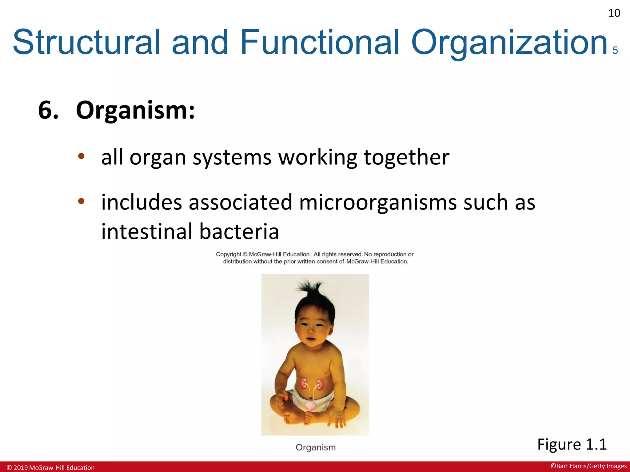 Chapter-1-The-Human-Organism-Lecture-Online.pdf