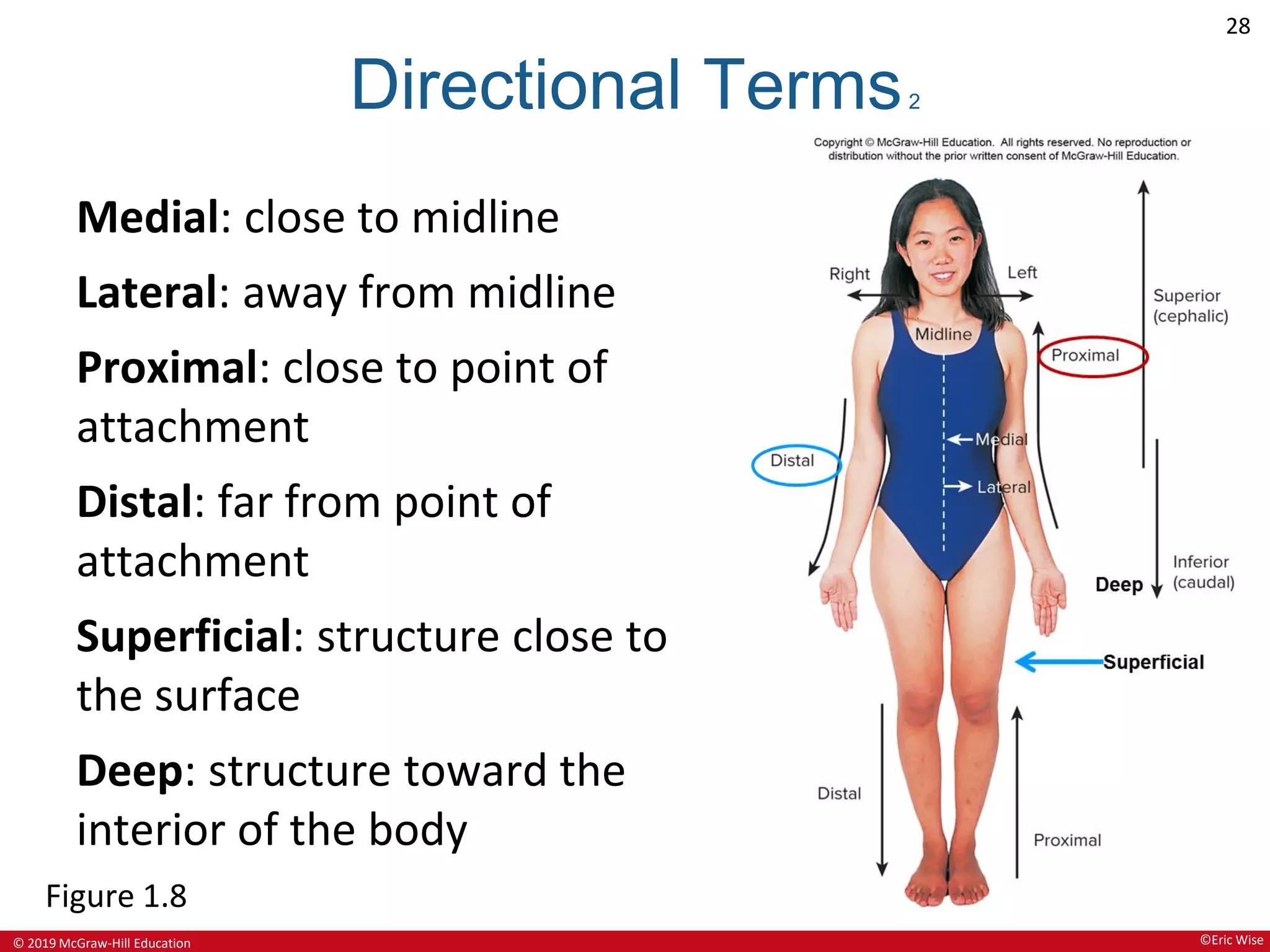 Chapter-1-The-Human-Organism-Lecture-Online.pdf