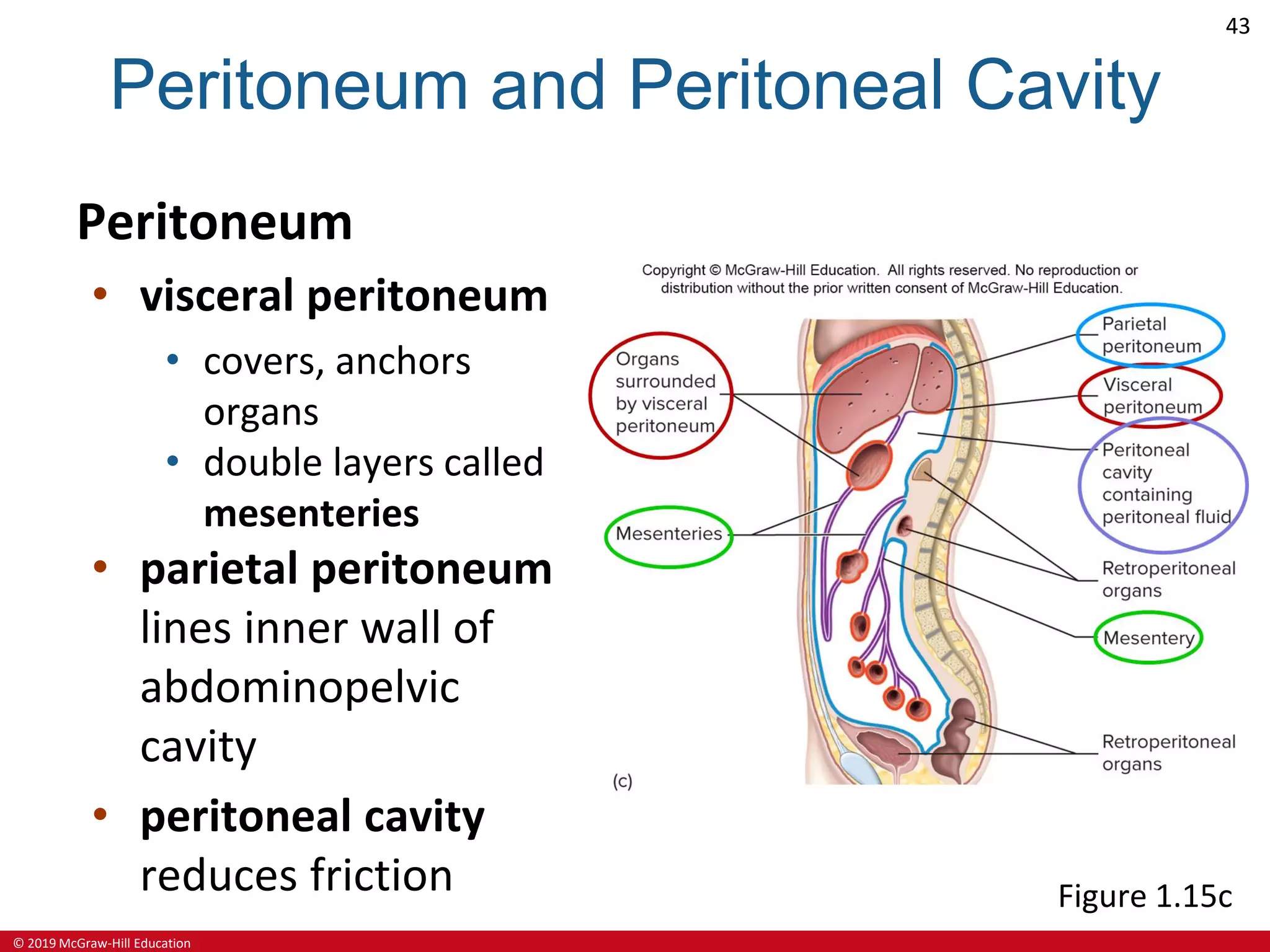 Chapter-1-The-Human-Organism-Lecture-Online.pdf