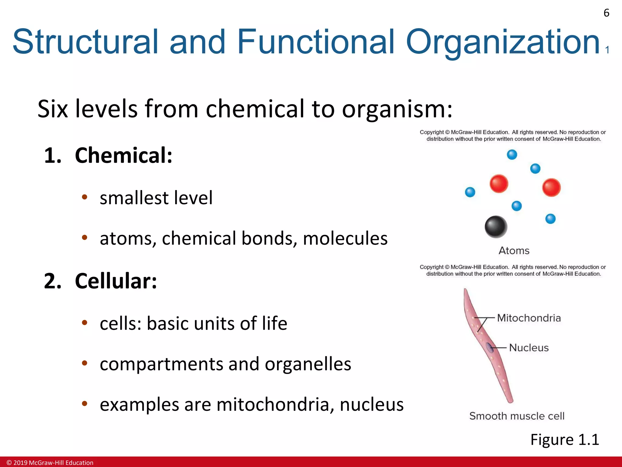 Chapter-1-The-Human-Organism-Lecture-Online.pdf