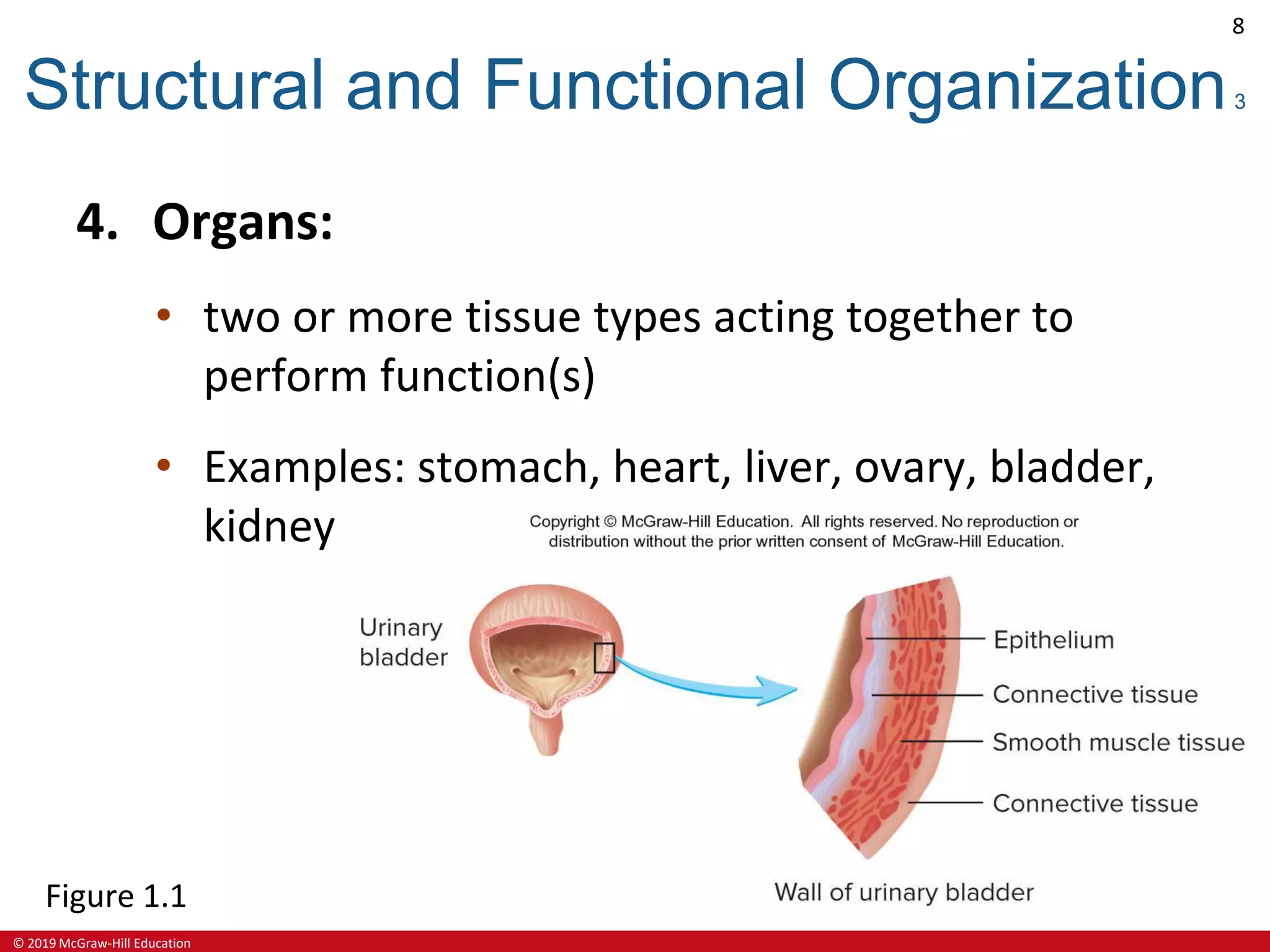 Chapter-1-The-Human-Organism-Lecture-Online.pdf