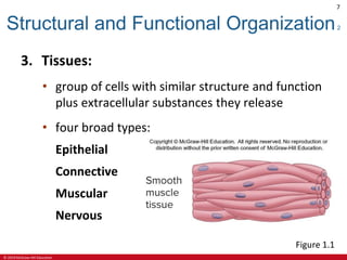 Chapter-1-The-Human-Organism-Lecture-Online.pdf