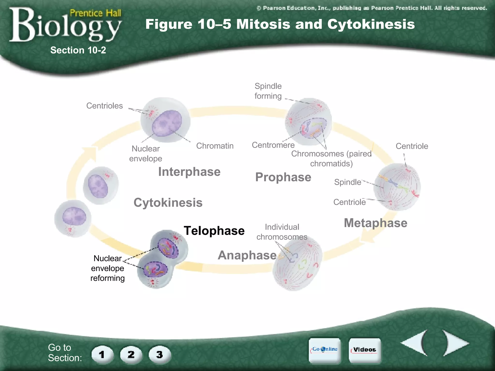 Chapter 10: Cell Cycle | PPT